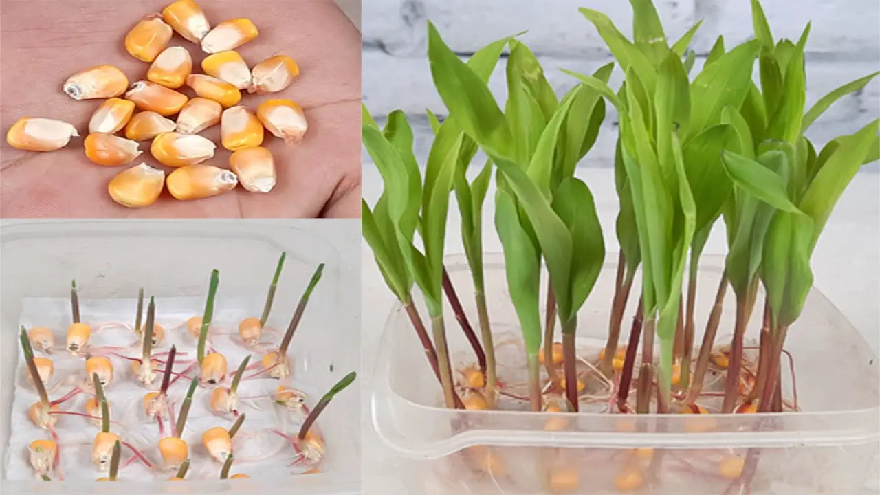 Grow Corn Quick and Easy: How to Grow Sweet Corn – Organic Gardening Tricks