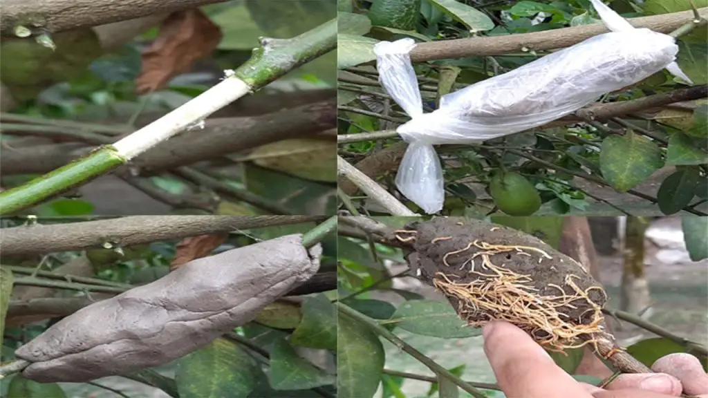 Mastering the Art of Grafting and Air Layering Lemon Trees – Organic ...