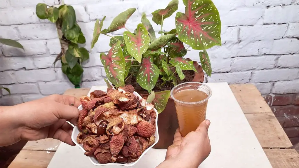 Lychee Peel Fertilizer for Plants: The Best Homemade Organic Fertilizer ...