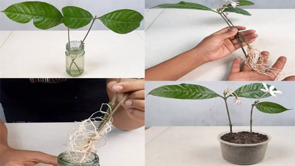 The Best Natural Rooting Hormone for Any Cutting Plant: Grow Cuttings ...