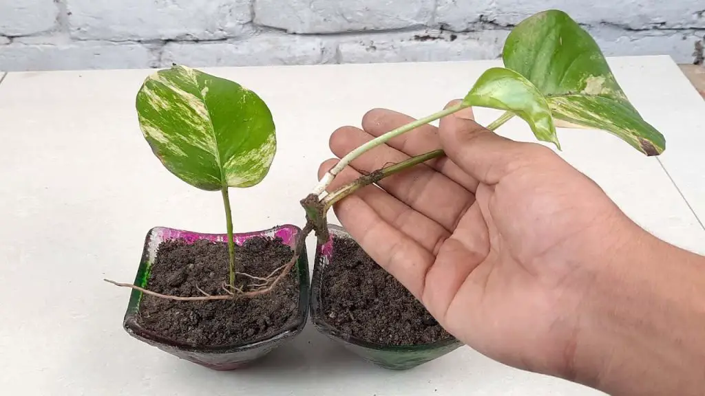 How to Grow a Money Plant from a Single Leaf Cutting: Indoor Gardening ...