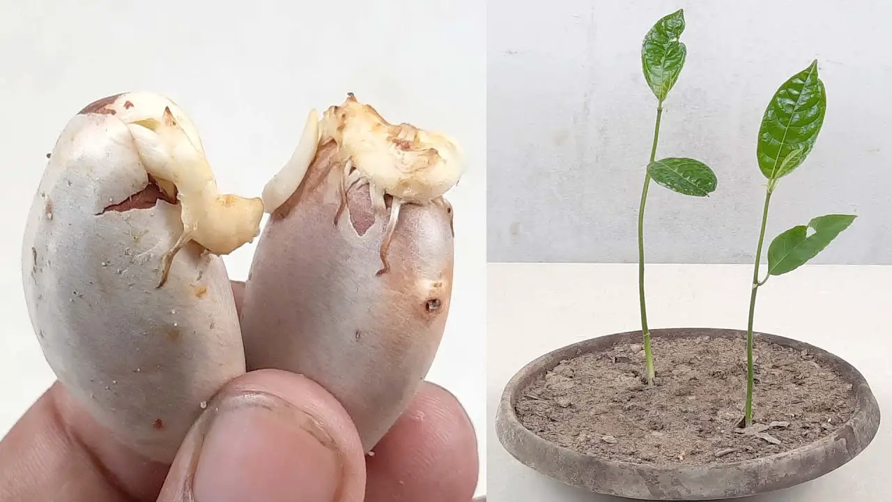 How to Grow a Jackfruit Tree from Seed: A Complete Guide to Germination ...
