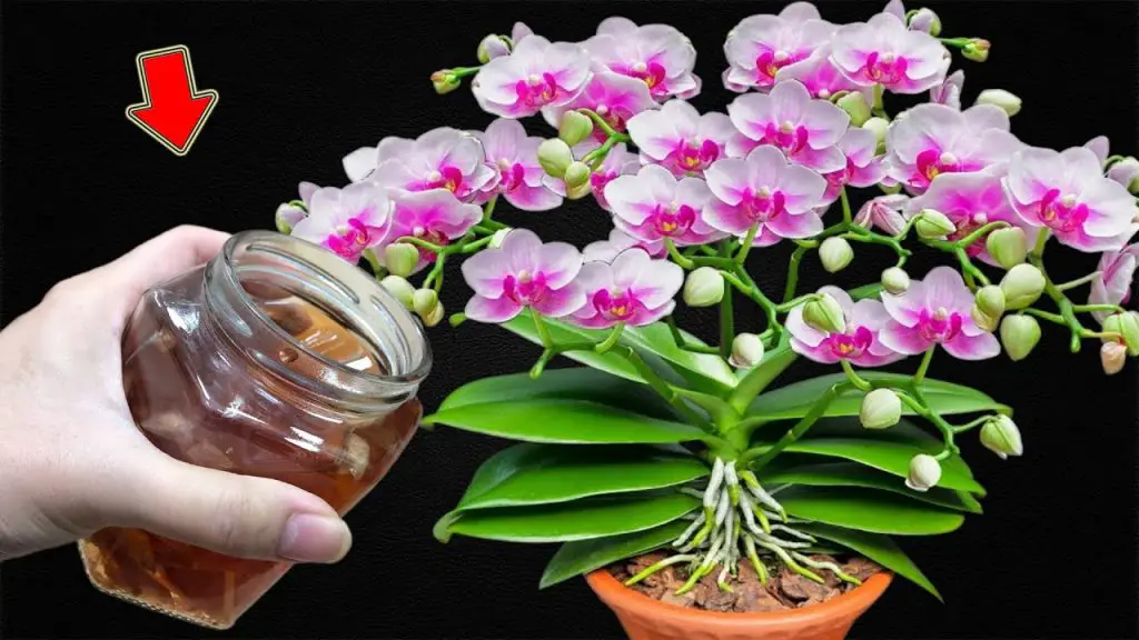 1 Bottle Per Month! Flowerless Orchids Suddenly Bloom Many Beautiful ...