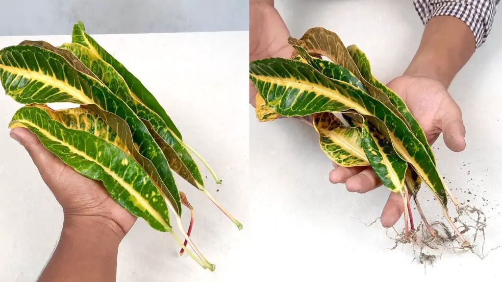 How to Grow Crotons from a Single Leaf: Propagating the Garden Croton ...