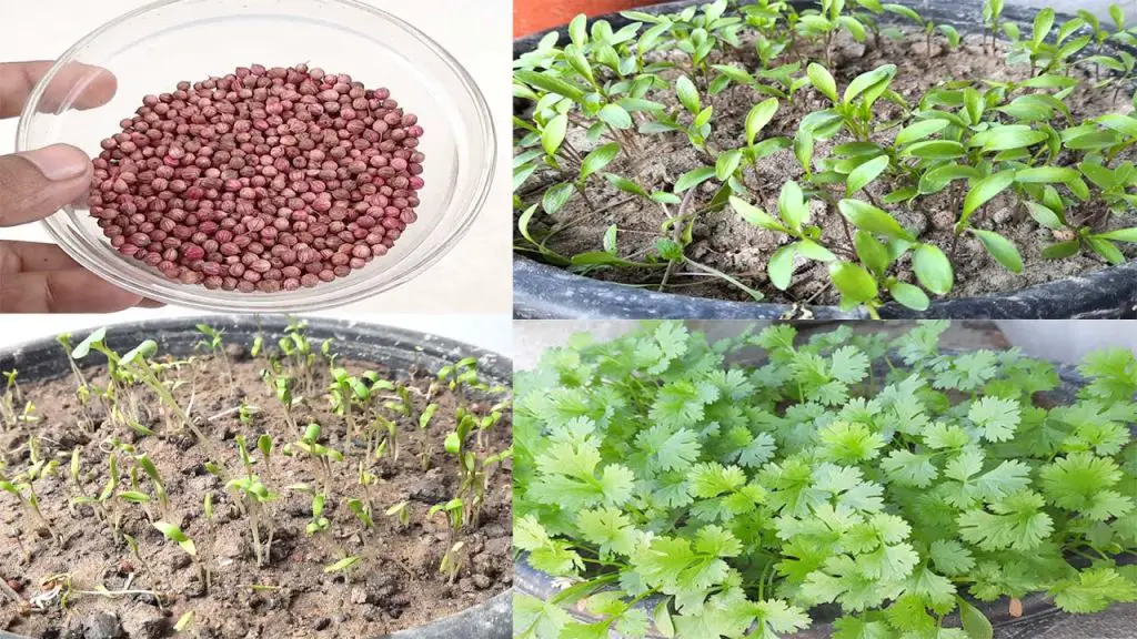 Magical Way to Grow Coriander in Just 3 Days: A Quick and Easy DIY ...