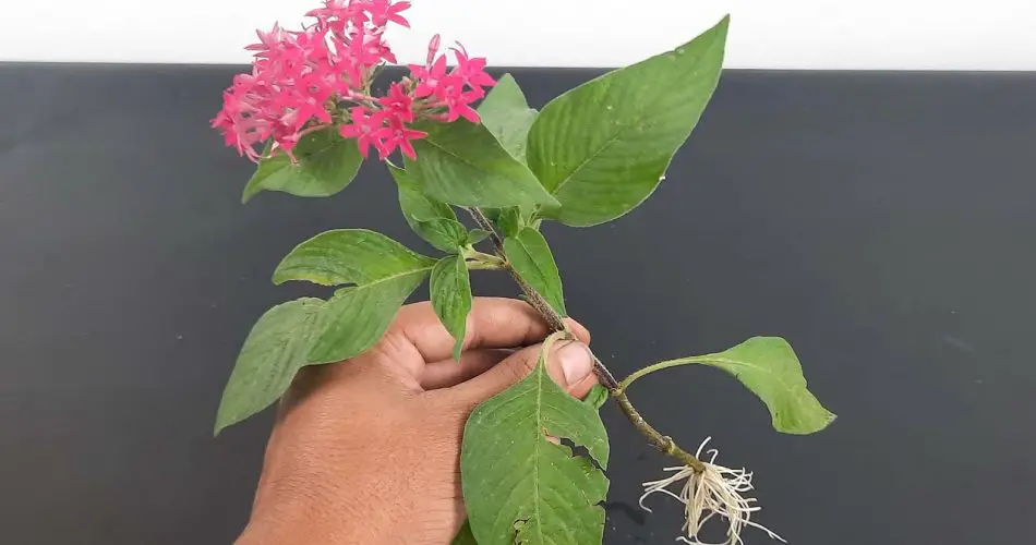 Magic Rooting Hormone: Aloe Vera Gel for Fast and Healthy Plant Rooting ...