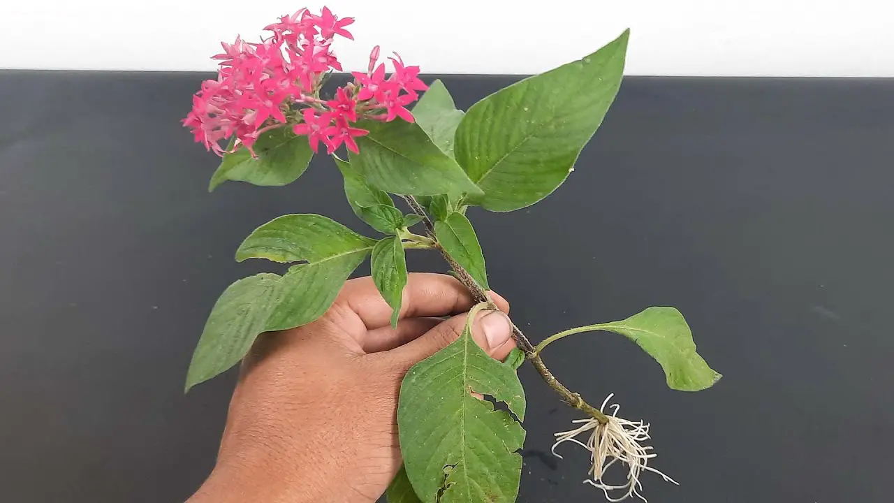 Magic Rooting Hormone: Aloe Vera Gel for Fast and Healthy Plant Rooting ...