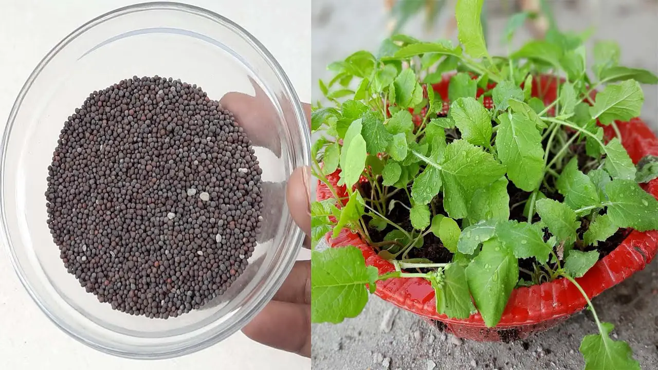 Easy and Fast Mustard Seed Germination Process: A Step-by-Step Guide ...