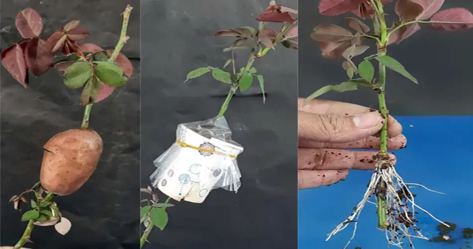 How to Air Layer a Rose Plant: A Step-by-Step Guide – Organic Gardening ...