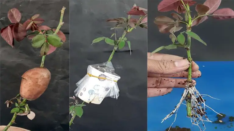 How to Air Layer a Rose Plant: A Step-by-Step Guide – Organic Gardening ...