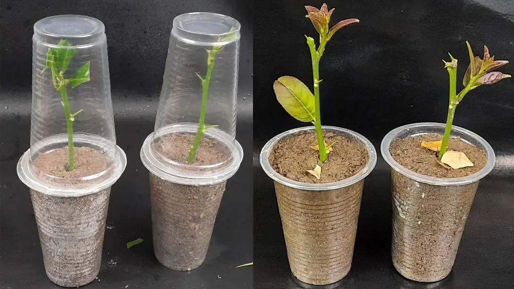 How to Grow a Lemon Tree from Cuttings Easily | Propagate a Lemon Tree ...