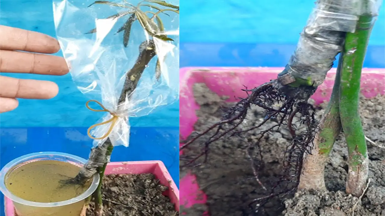 New Mango Grafting Method: Best Techniques for Successful Mango Grafting – Organic Gardening Tricks