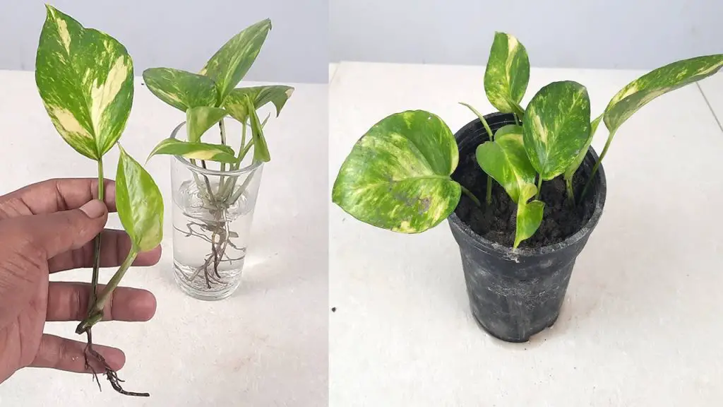 Move Plant Cuttings from Water to Soil: How to Transplant Water-Rooted ...