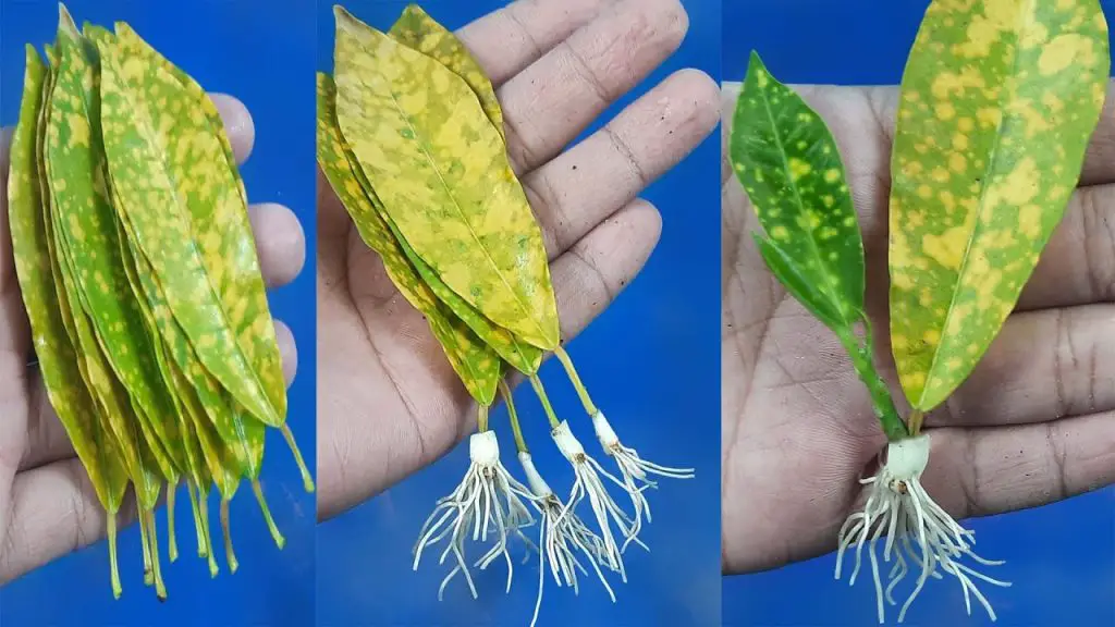 How to Propagate Croton Plants from Leaves in Sand: A Simple Guide ...