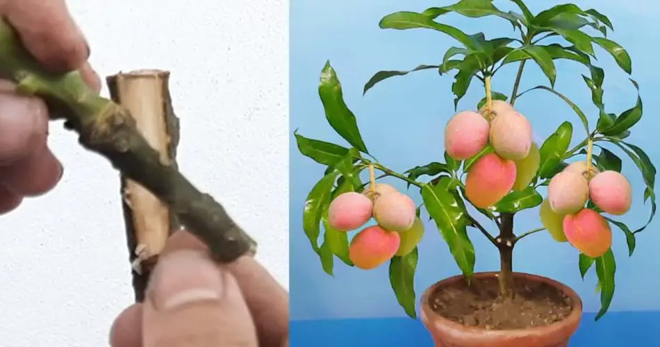Growing Mango Tree in a Pot: Amazing Grafting Technique for Success ...