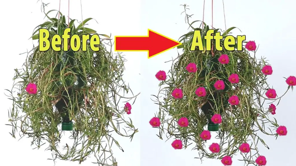 Plants Decorating Ideas: DIY Simple and Easy Hanging Plants – Organic ...