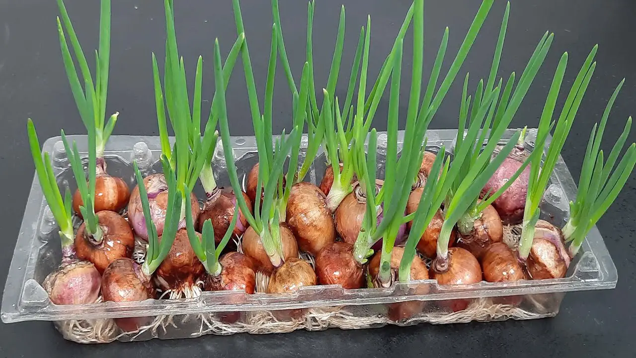 Perfect Method to Grow Onions Hydroponically at Home: A Step-by-Step Guide – Organic Gardening ...