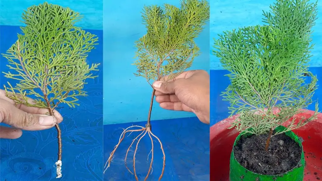 How to Grow Cypress (Jhau/Thuja) from Cuttings at Home – Organic ...