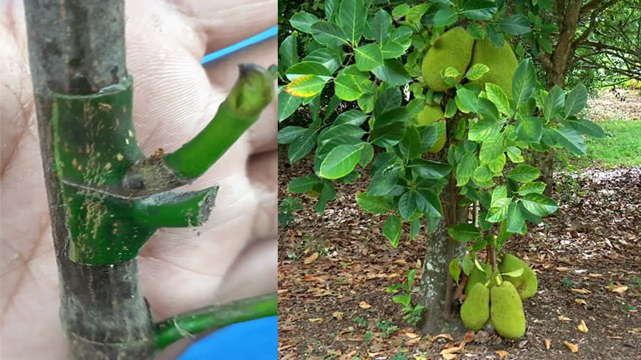 Bud Grafting Jackfruit Tree: The New Method for Successful Propagation ...