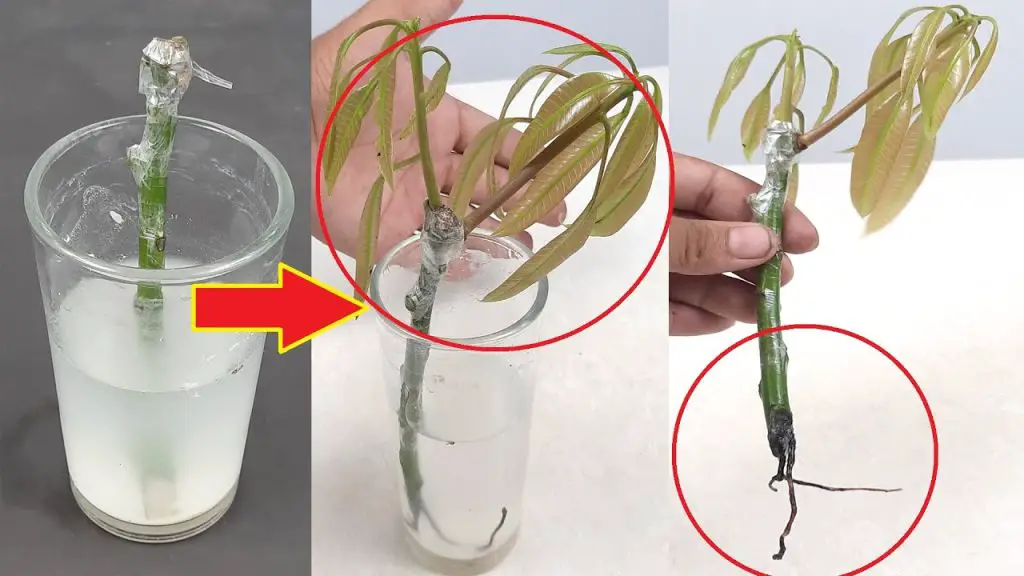 Amazing Way to Grow a Mango Tree from Cuttings in Water: 100% Success for Rooting! – Organic ...