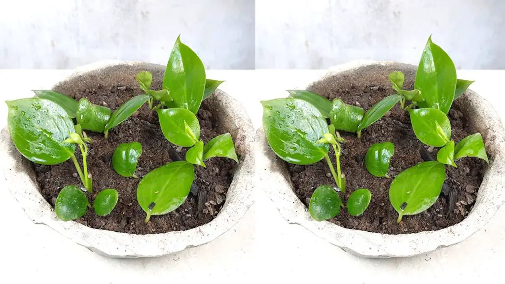 The Best Method to Propagate Hoya Cuttings: Fast & Easy Hoya Chelsea ...