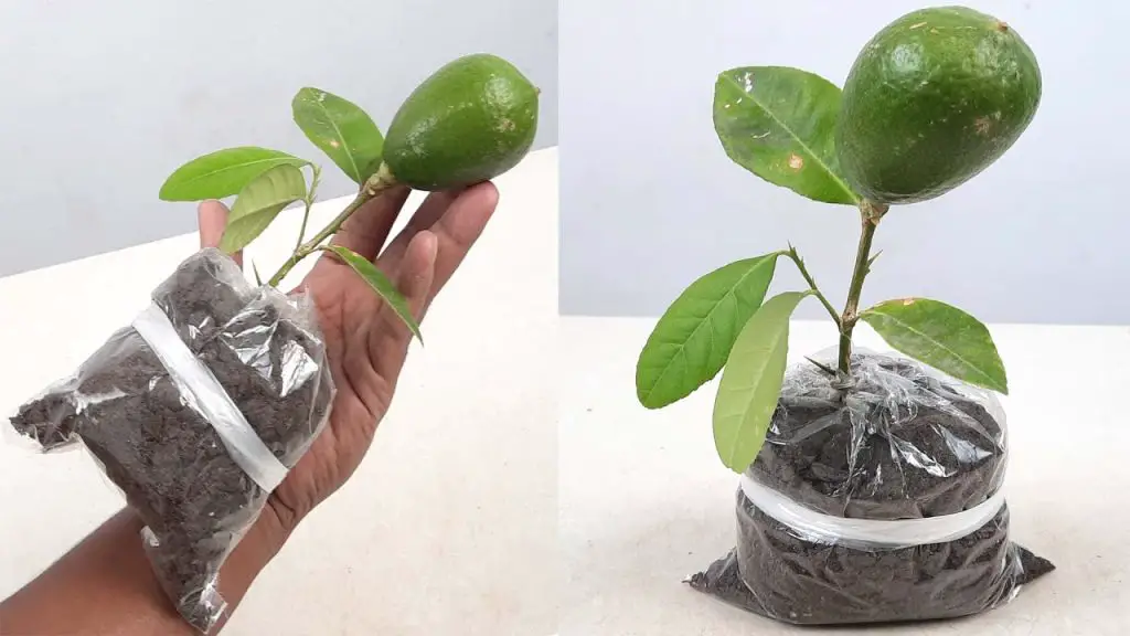 Lemon Tree Cuttings with 100% Success: A Step-by-Step Guide – Organic ...