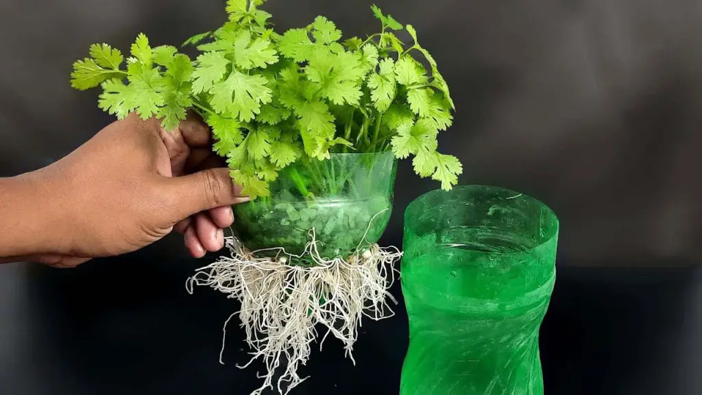 Grow Coriander with This Method in 7 Days: A Quick and Easy Guide ...