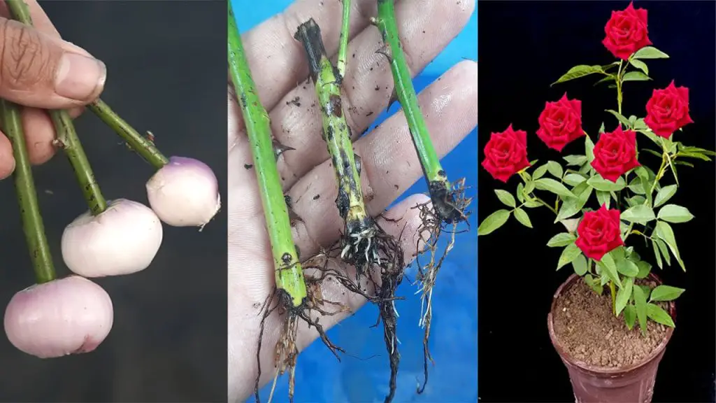 How to Grow Rose Plant Cuttings in an Onion: A Simple and Effective ...