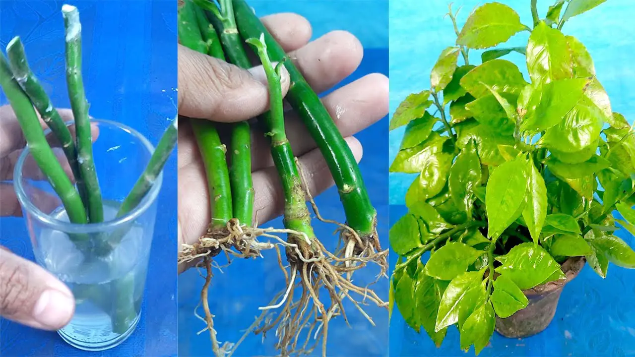 How to Propagate Houseplants from Cuttings: A Guide to Water ...