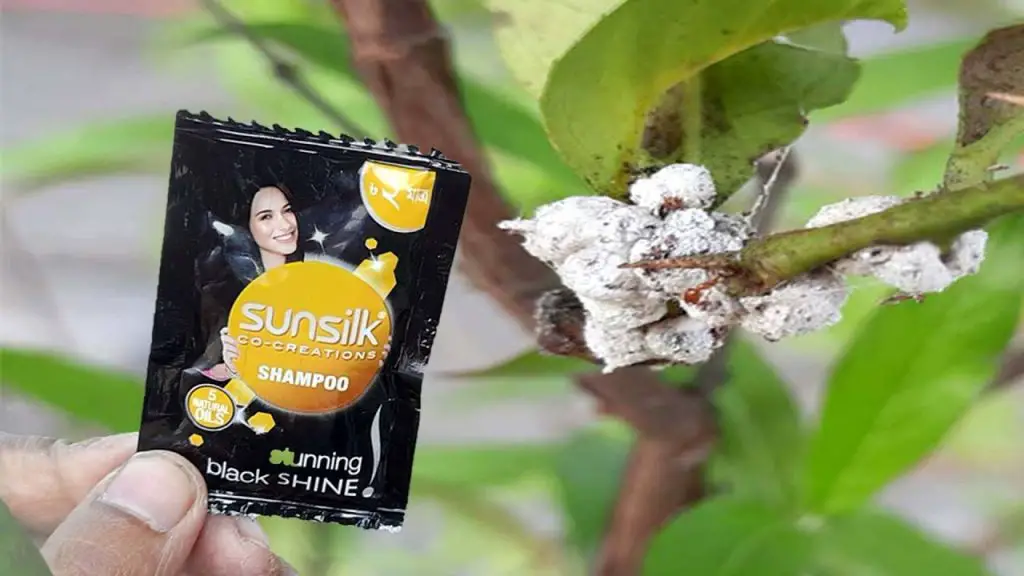 How to Make the Best Fungicide at Home with Shampoo: 100% Success ...