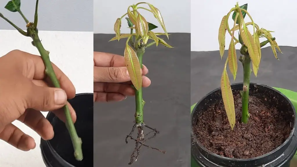 Mango Propagation from Cuttings: Grow a Mango Tree with 100% Success! – Organic Gardening Tricks