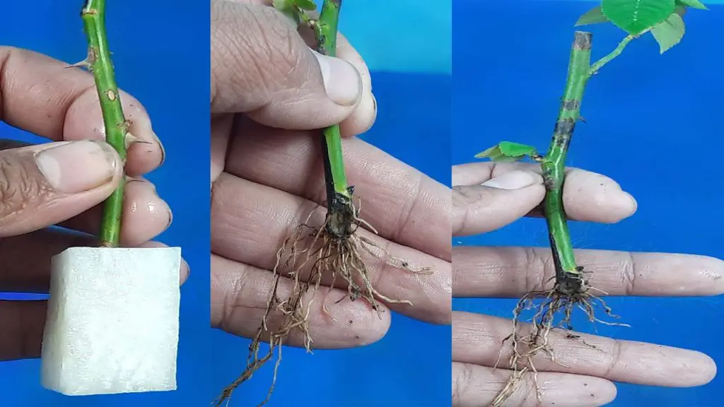 Growing Lemon Tree Cuttings in a Radish: A Surprisingly Effective ...