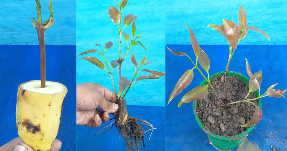 Growing Black Plum Plant Cutting Using Banana | A Simple Propagation ...