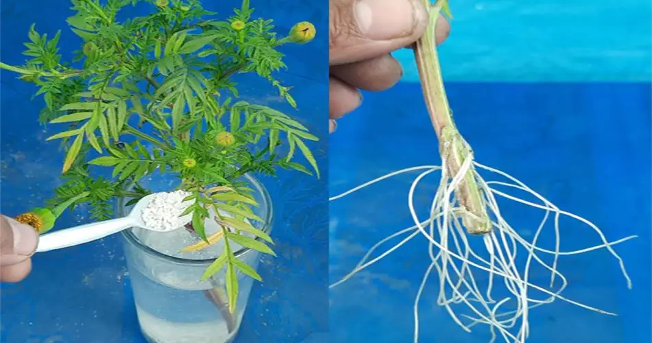 How to Grow Marigold from Cuttings Fast & Easy: A Step-by-Step Guide – Organic Gardening Tricks