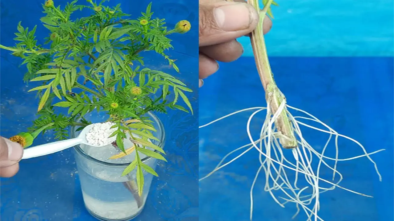 How to Grow Marigold from Cuttings Fast & Easy: A Step-by-Step Guide ...