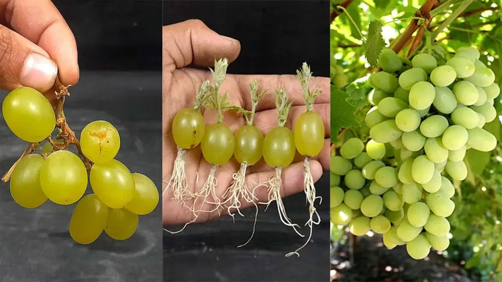 Simple Method to Propagate Grape Tree with Water: Grow Your Own ...