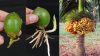 Unique Skill: How to Grow a Betel Nut Tree from Betel Nut | A Simple ...