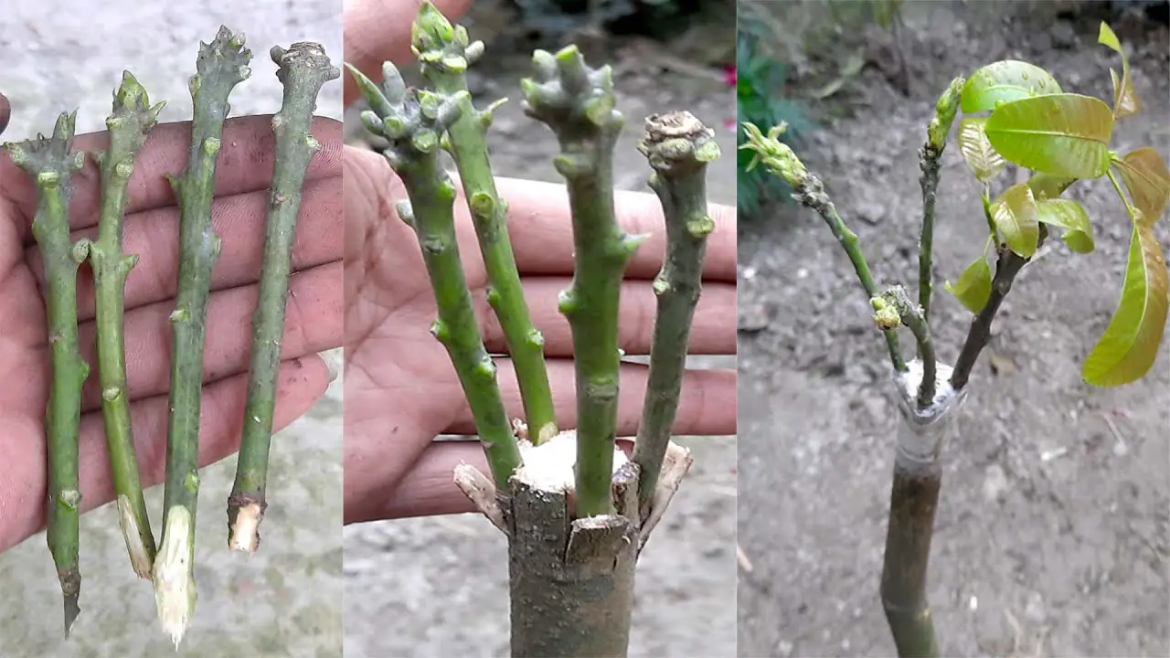 New Mango Multiple Grafting Techniques: A Guide to Growing Mango Trees with Improved Varieties ...