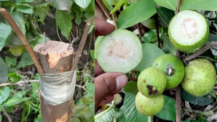 Best Way to Grafting Guava Tree || The Most Effective Method to Graft a ...