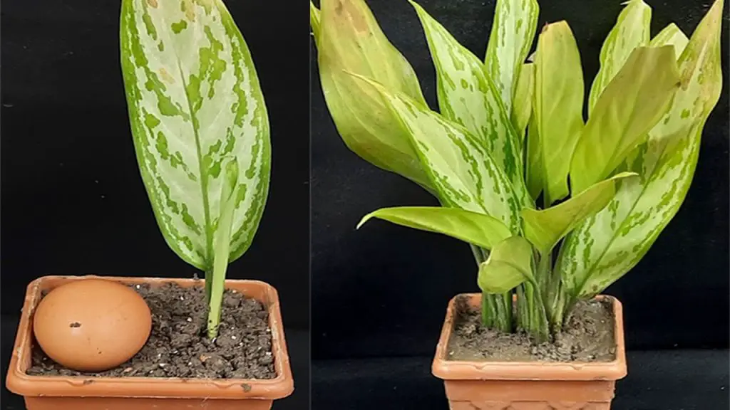 How to Propagate Aglaonema Plants from Leaves Using Eggshells: A Simple ...