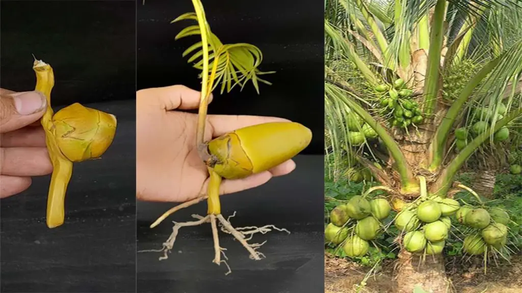 How to Grow a Coconut Tree from a Baby Coconut: A Simple Guide for ...