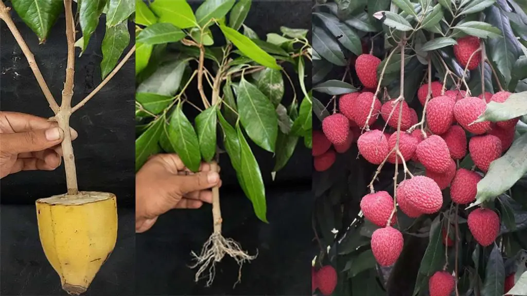 How to Grow Lychee Plant from Cutting in a Banana – Organic Gardening ...