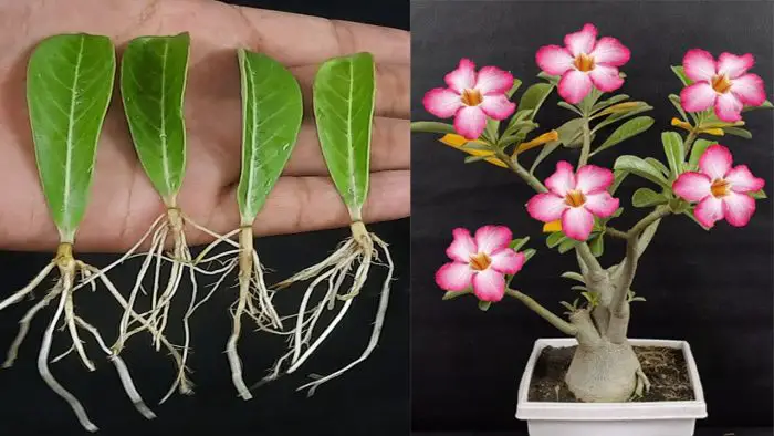 How to Grow Adenium Plant with Leaves & Adenium Plant Care: A Complete ...