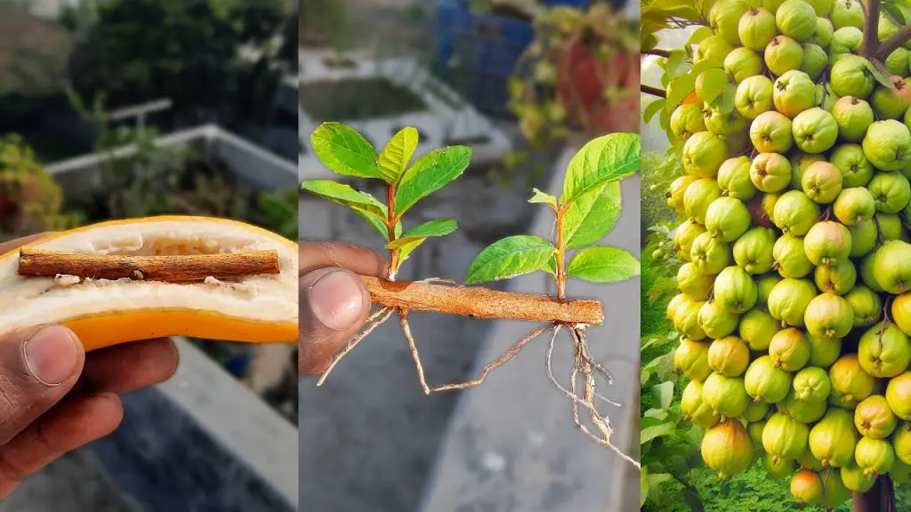 How to Grow Guava Tree from Cutting with Banana and Aloe Vera ...