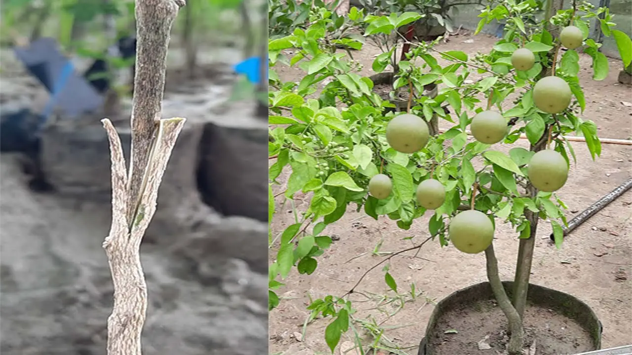 Wood Apple ‘V’ Grafting Technique: 100% Success Result – Organic ...