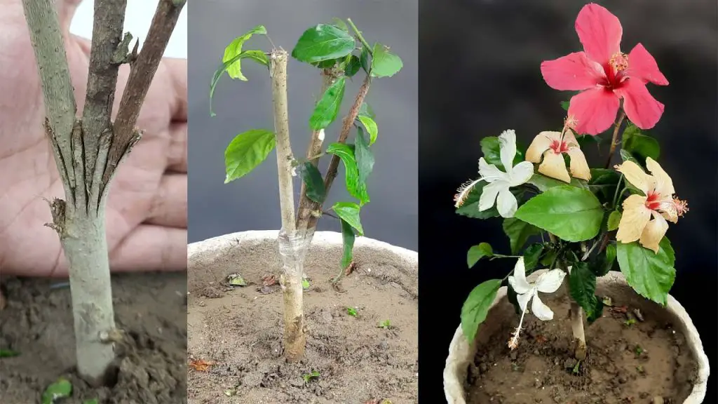 Amazing Grafting Technique to Get Multiple Color Hibiscus Plants ...