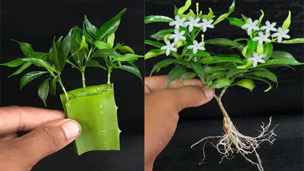 How to Grow Mini Tagar from Cutting in Sand: A Simple Guide to ...