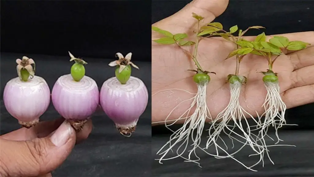 How to Propagate Roses from Buds Using Onions: A Simple and Effective ...