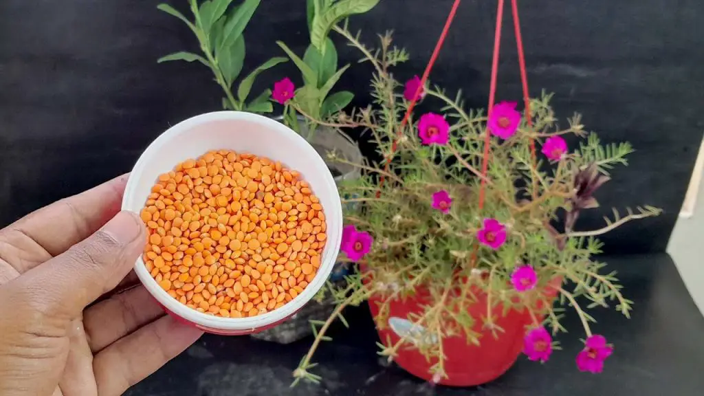 Natural Fertilizer from Dal/Pink Lentil Water: A Simple and Effective ...