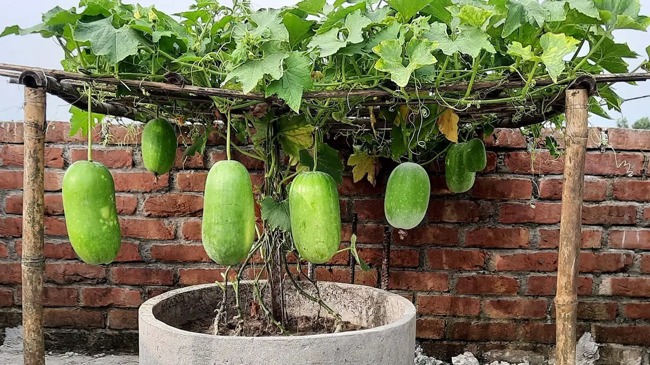 How to Grow Winter Melon from Seeds at Home | Growing Wax Gourd from ...